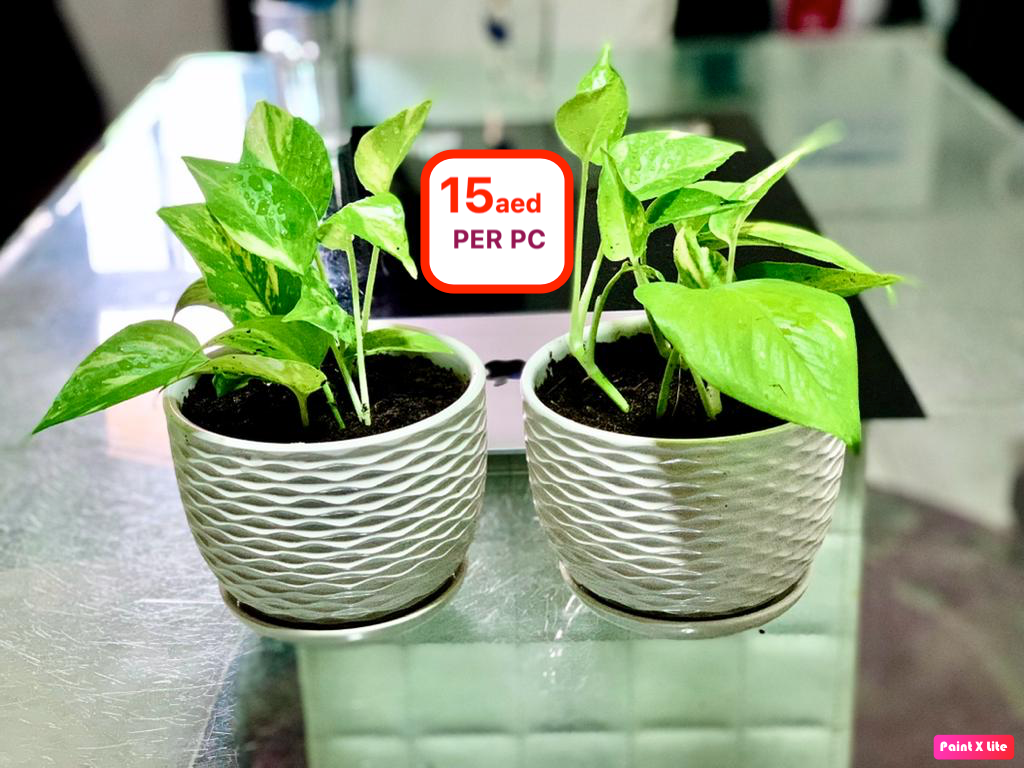 Mini Pothos/CERAMIC Pot | PlantmartUAE.com