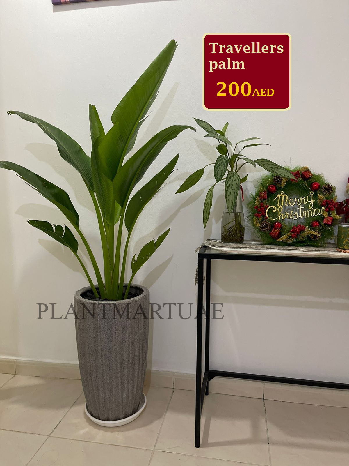 Potted Traveller's Palm 150cm in CERAMIC Pot | indoor & Outdoor plant ...
